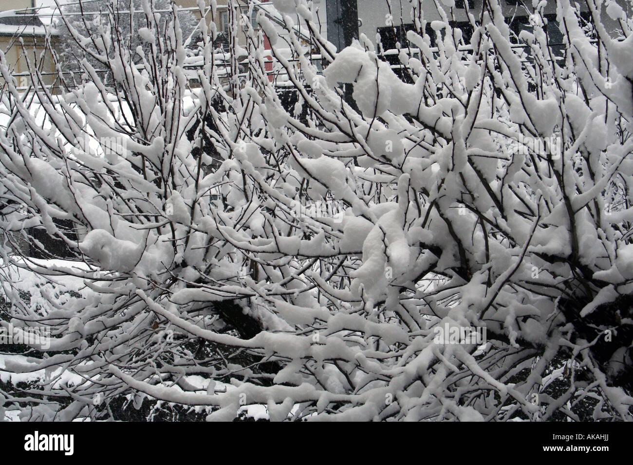 Frozen tree in snow hi-res stock photography and images - Alamy