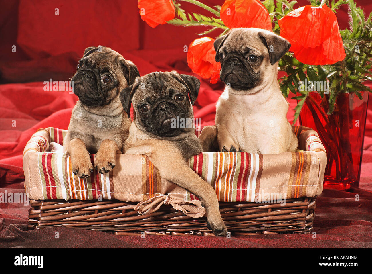three pug puppies in basket Stock Photo - Alamy