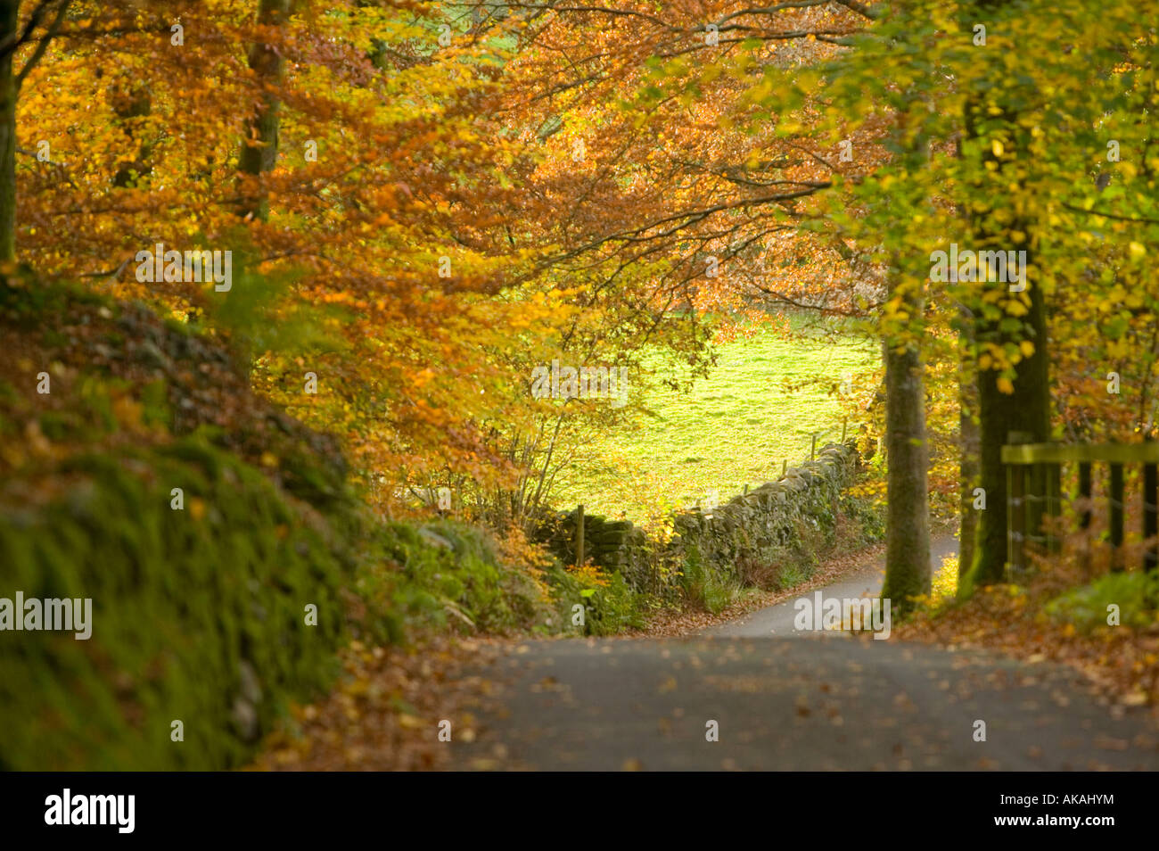 Autumn leaf fall on a lane hi-res stock photography and images - Alamy