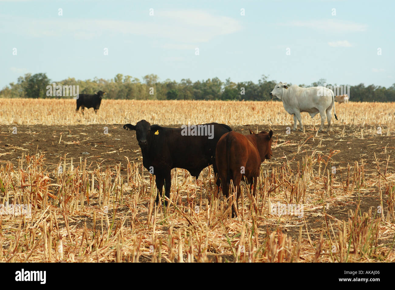 Large scale cattle farming hi-res stock photography and images - Alamy