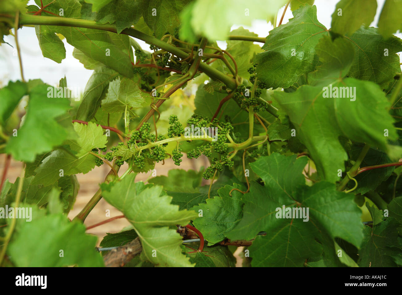 Grape vines Emerald Queensland Australia dsc 3526 Stock Photo - Alamy