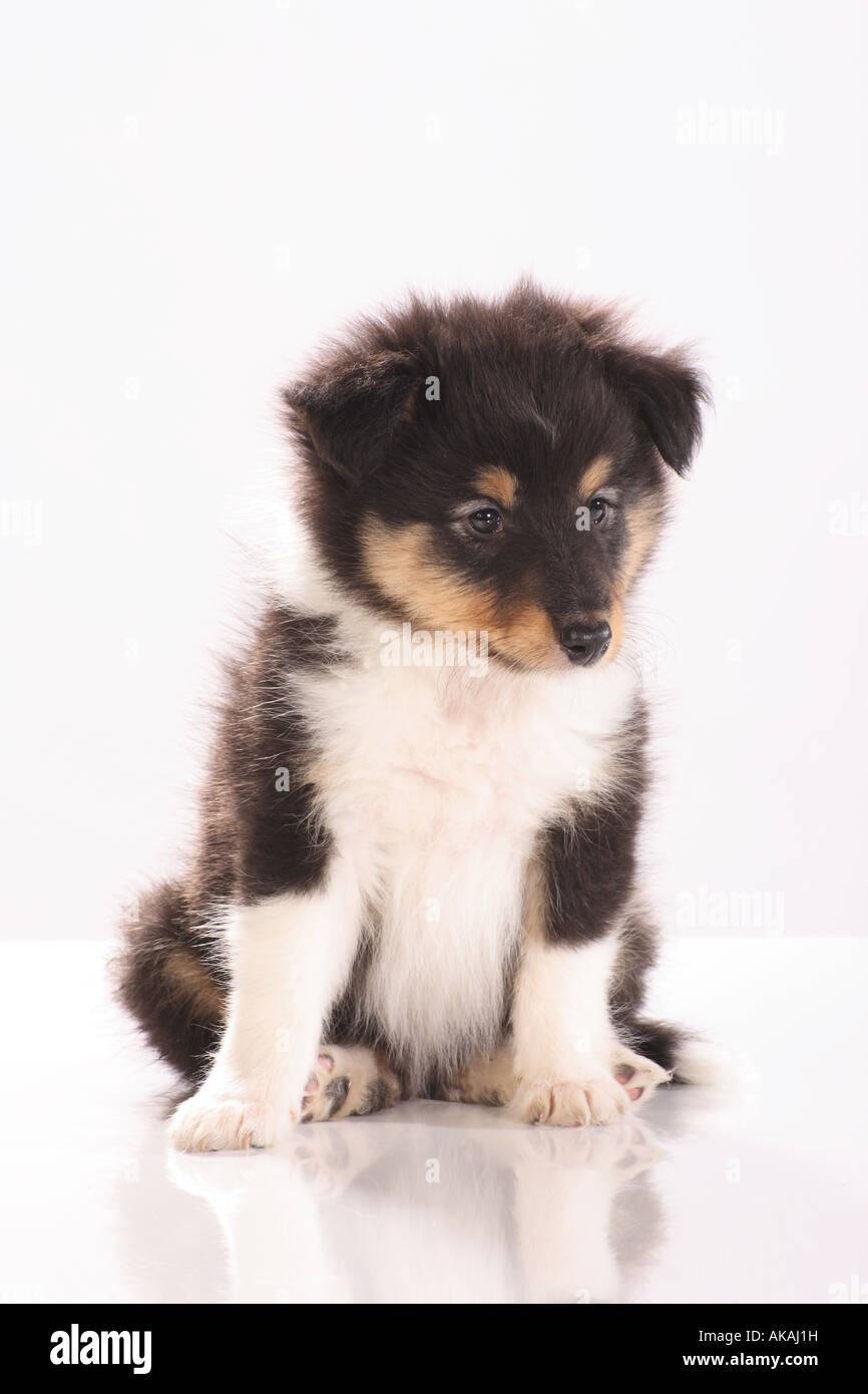 Shelties Cut Out Stock Images & Pictures - Alamy