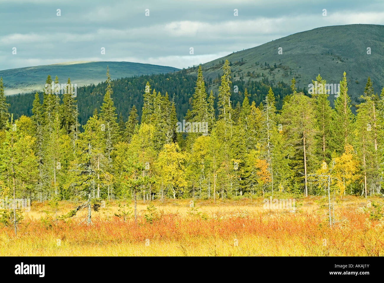 landscape with moor and forest in autumn colours in background fell ...