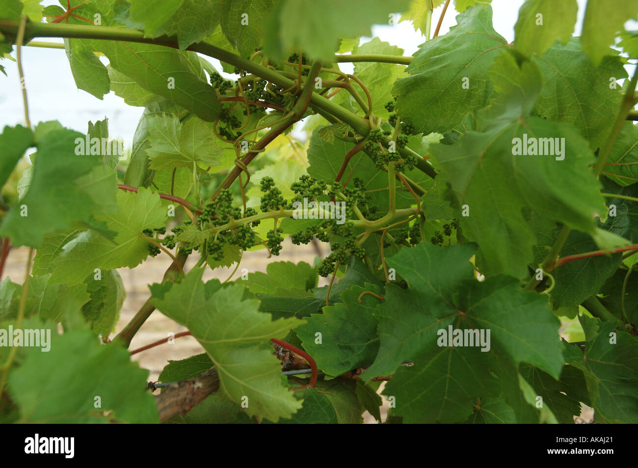Queensland winery hi-res stock photography and images - Alamy