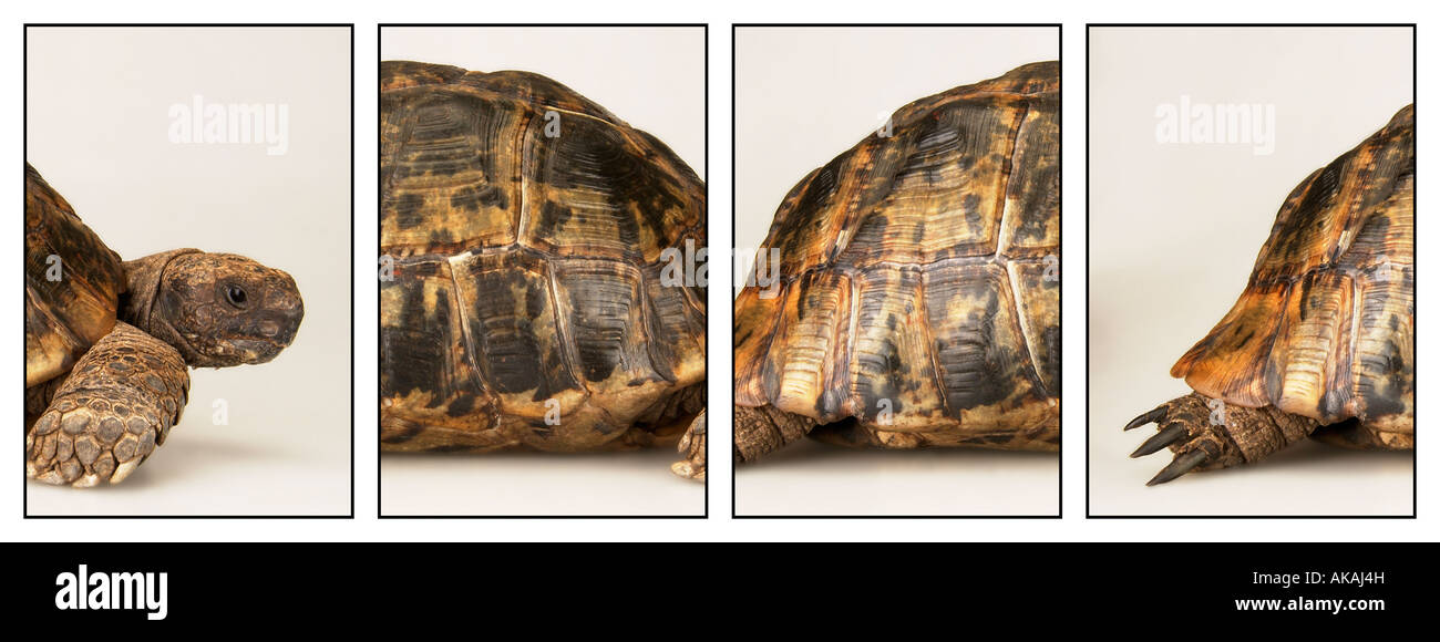FOUR PICTURE SEQUENCE OF CRAWLING TORTOISE Stock Photo - Alamy