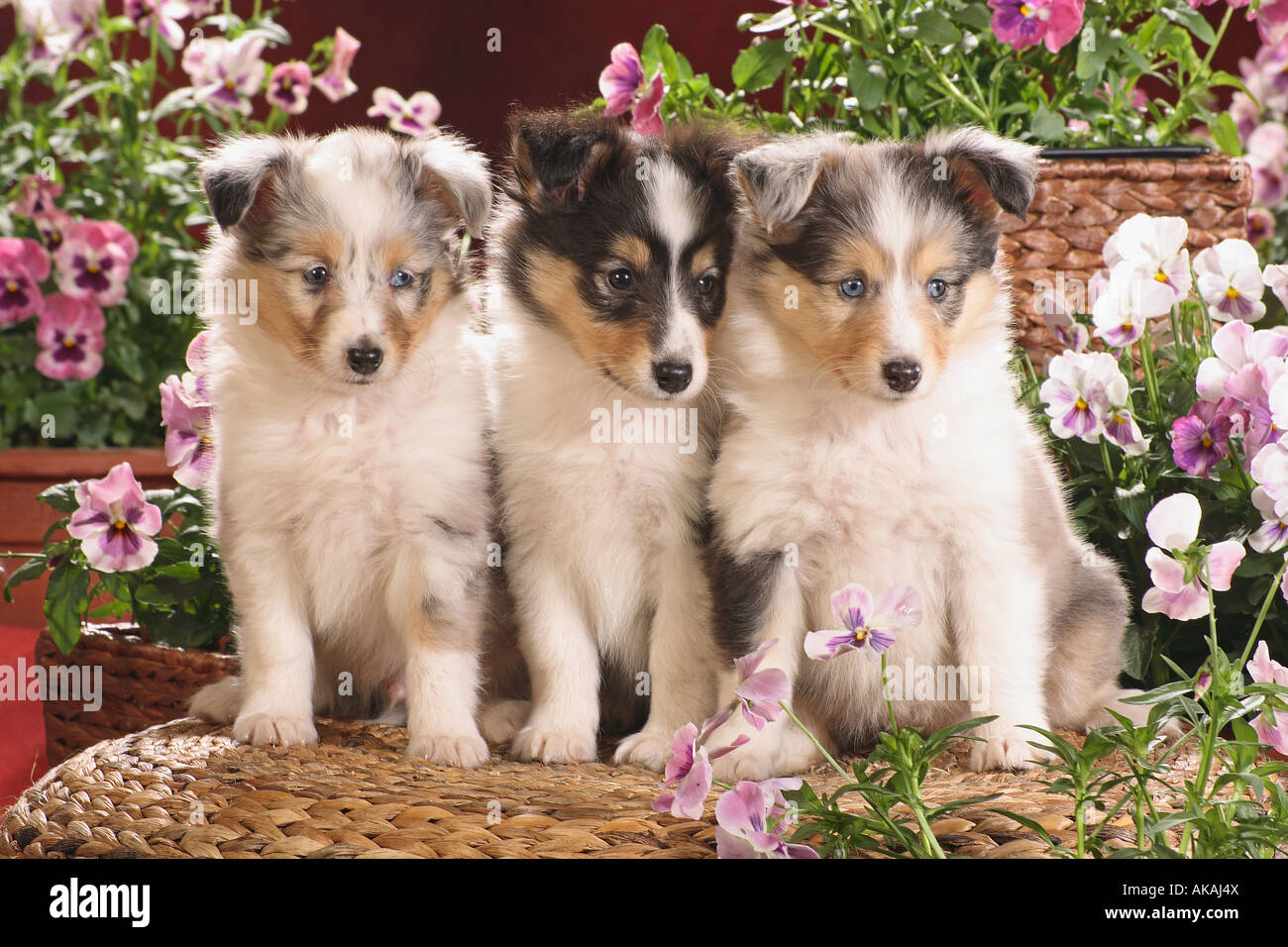 Three pansy flowers hi-res stock photography and images - Alamy