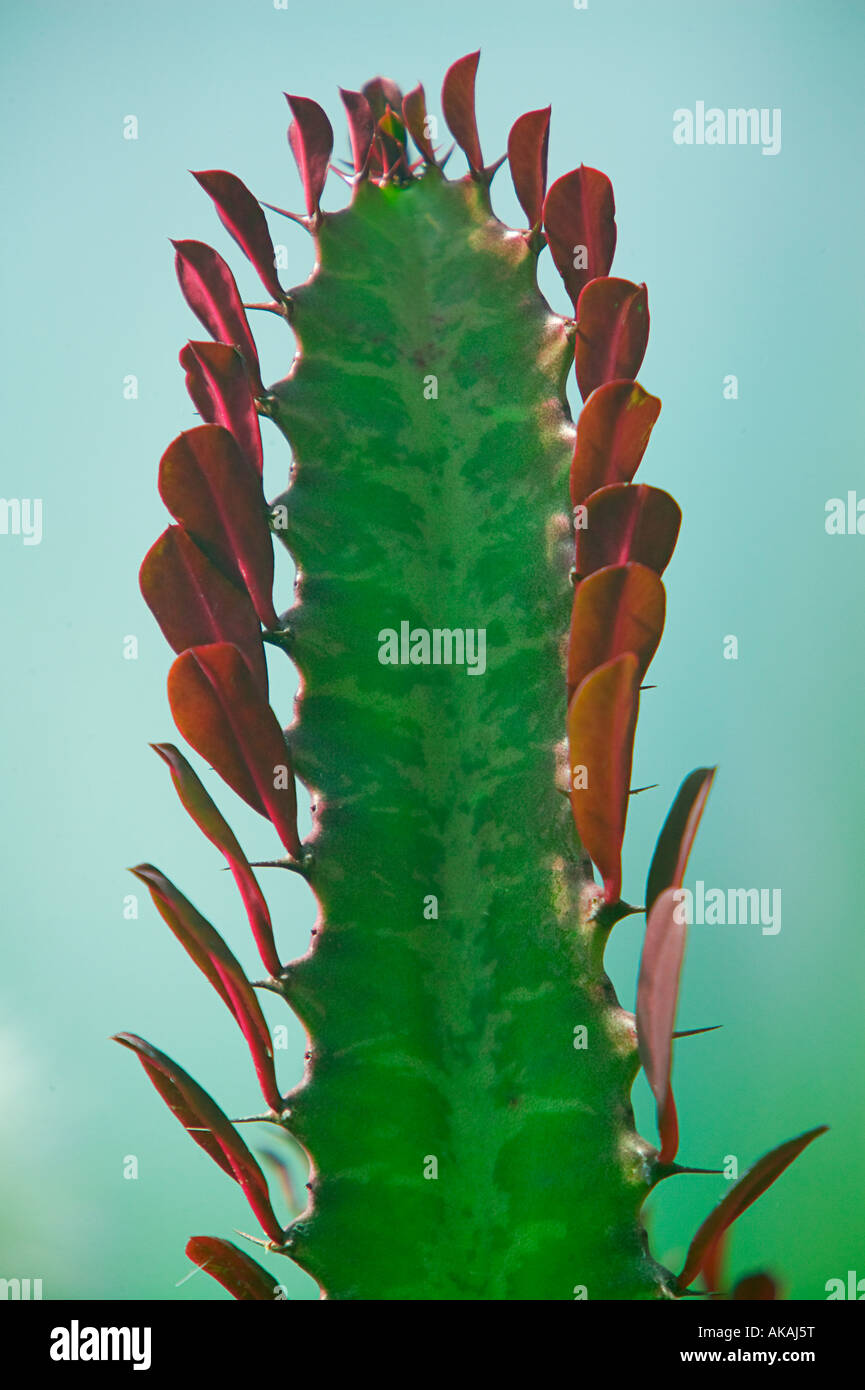 Trigona hi-res stock photography and images - Alamy