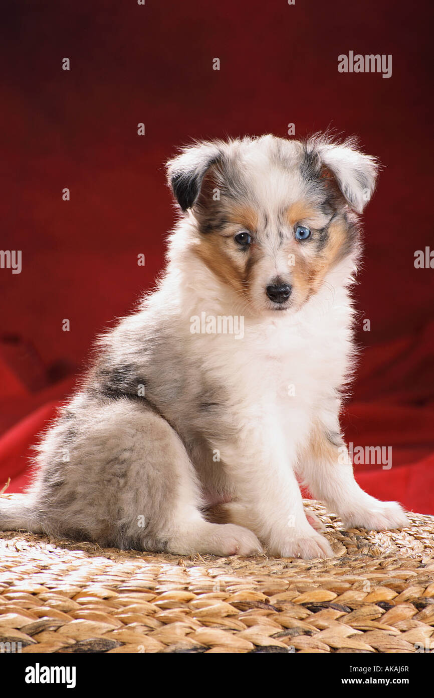 Sheltie puppy - sitting Stock Photo - Alamy