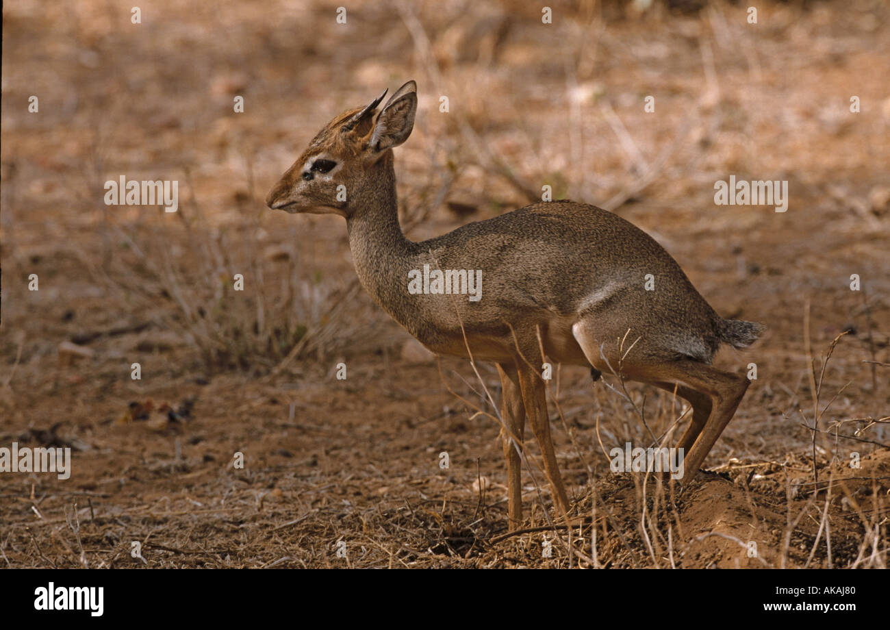 Kirk's dik dik marking hi-res stock photography and images - Alamy