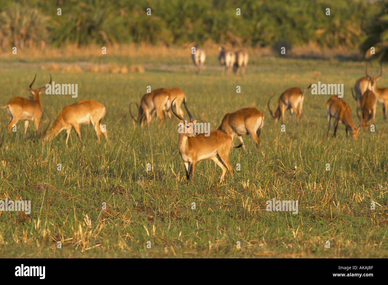 Red Lechwe Antelope Kobus leche Mainly male herd Okavango Bostwana ...