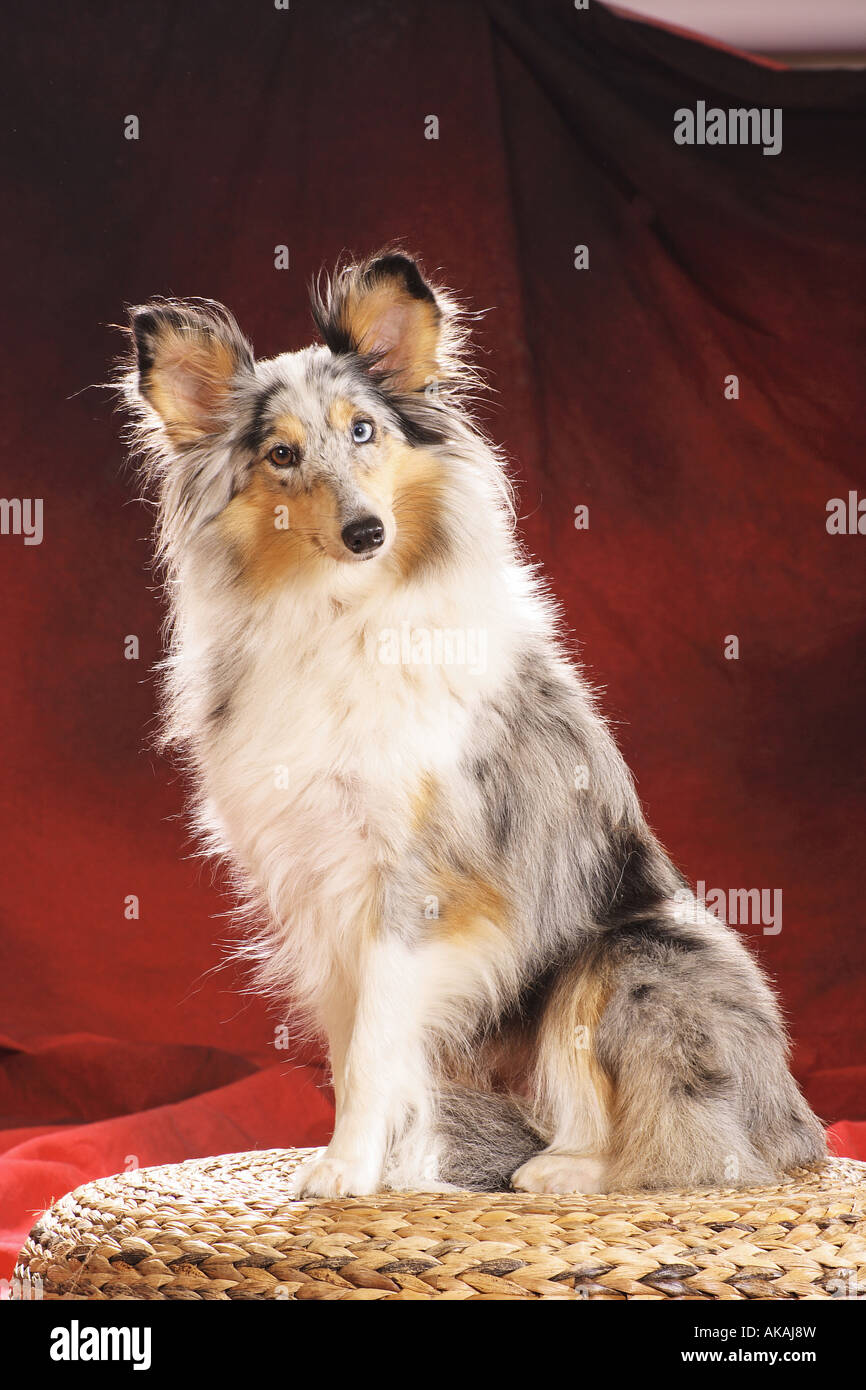 Sheltie - sitting Stock Photo - Alamy