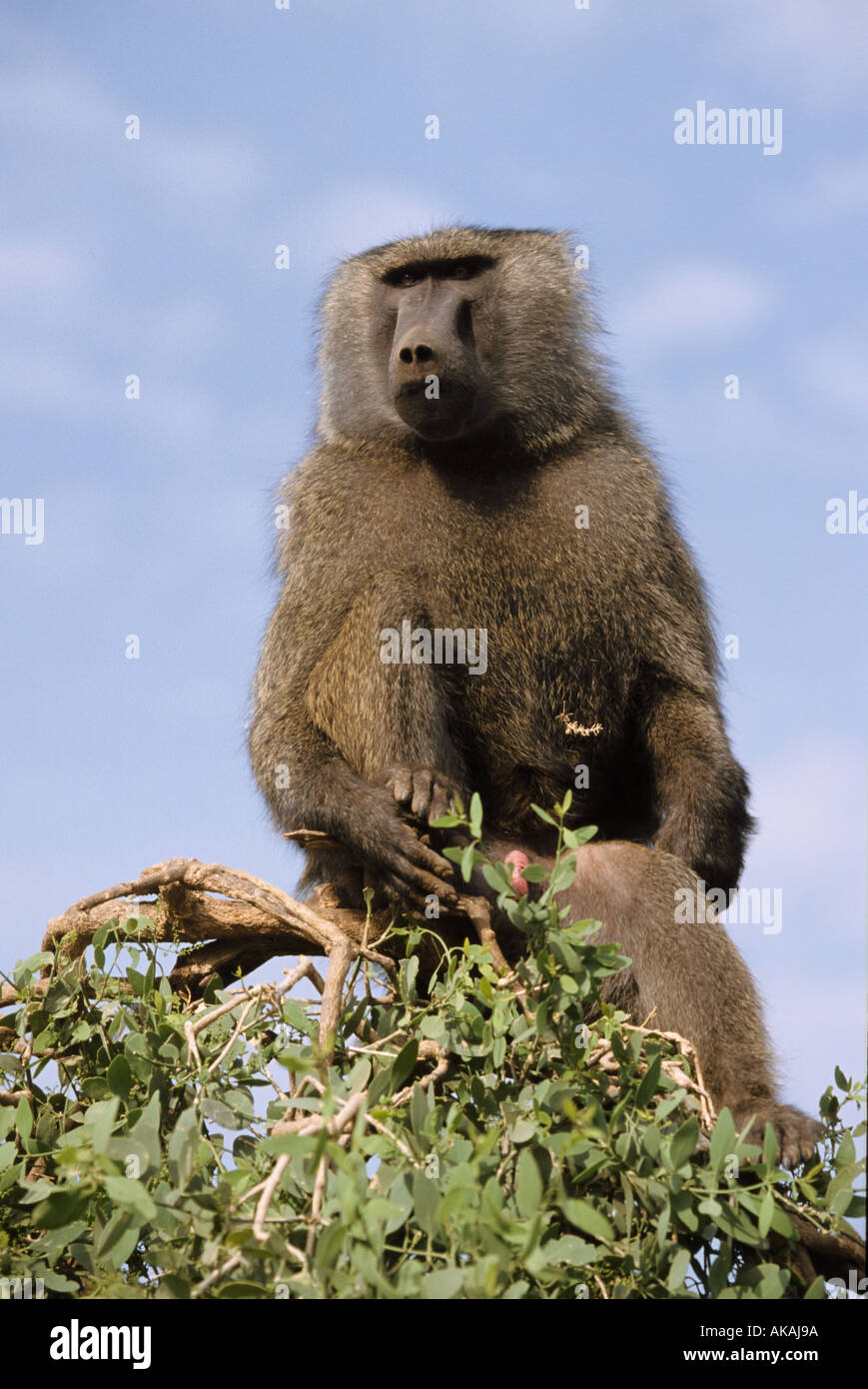 Olive Baboon Papio anubis Male Kenya Stock Photo - Alamy