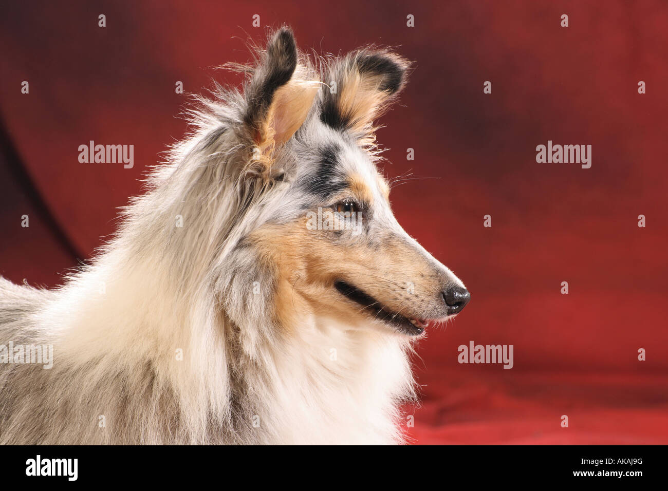 Sheltie - portrait Stock Photo - Alamy