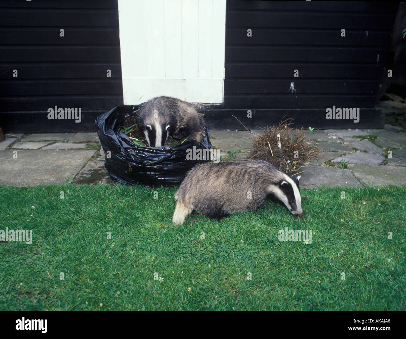 Badger Meles meles Two urban badgers scavenging at rubbish bags in ...