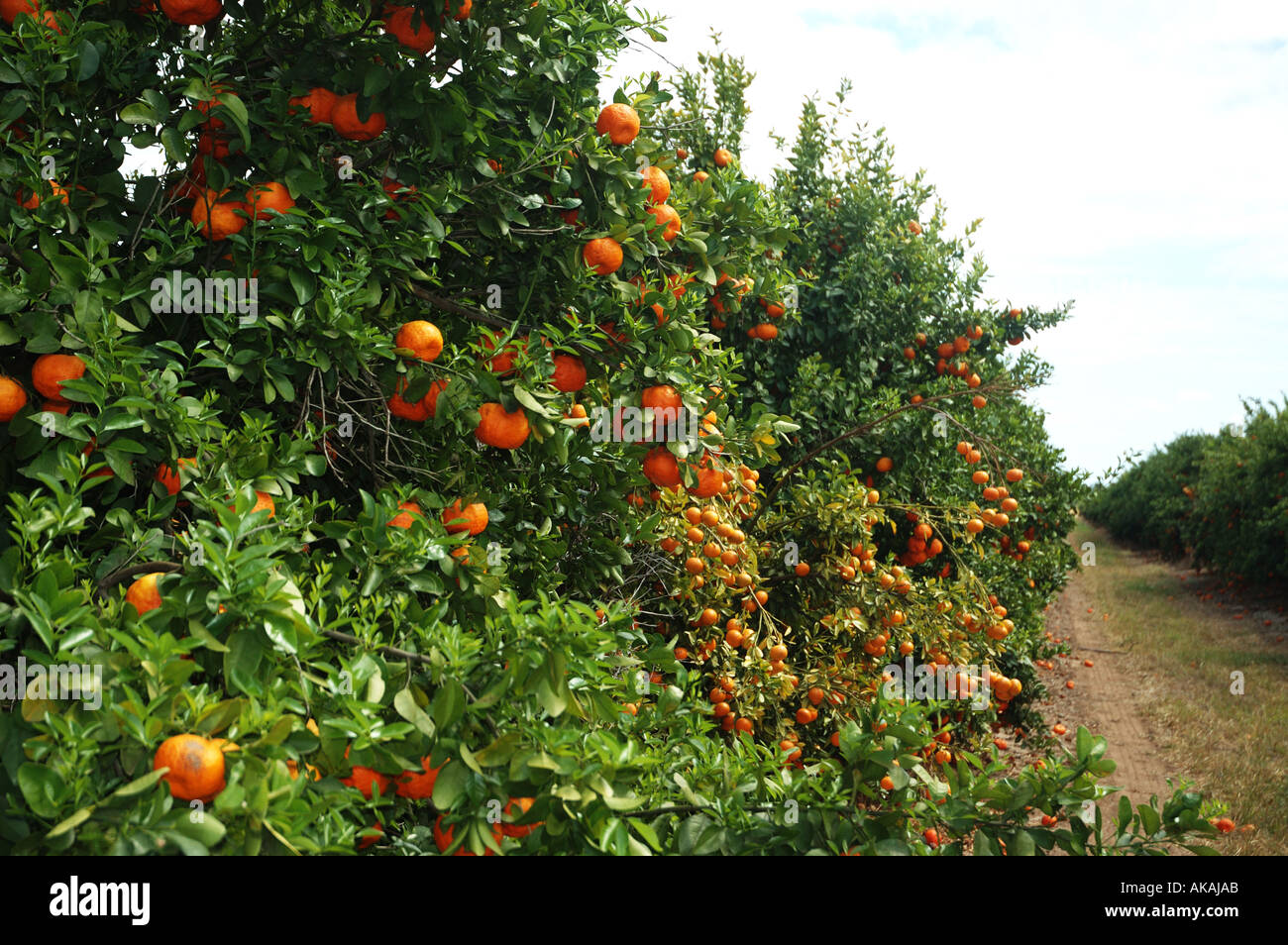 Citrus crop in Emerald Queensland Australia dsc 3562 Stock Photo - Alamy