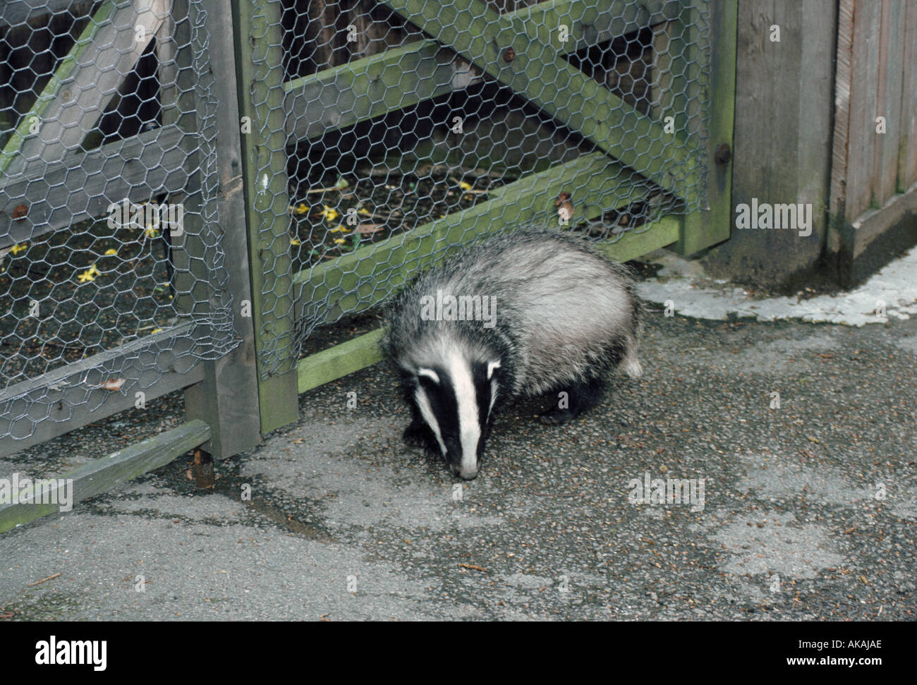 Badger Gate High Resolution Stock Photography and Images - Alamy