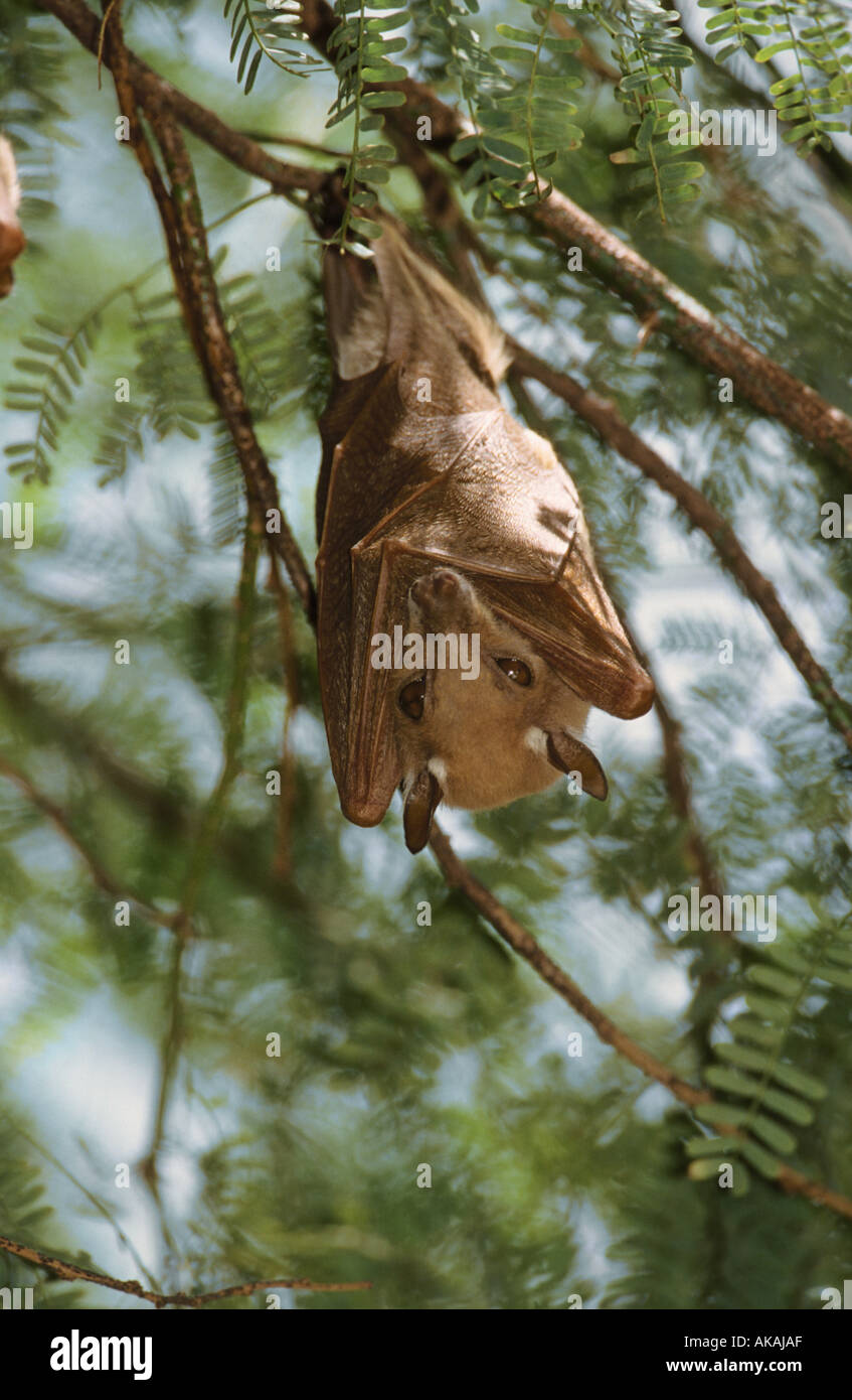 Peter's Epauletted Fruit Bat Epomophorus crypturus Kenya Stock Photo ...