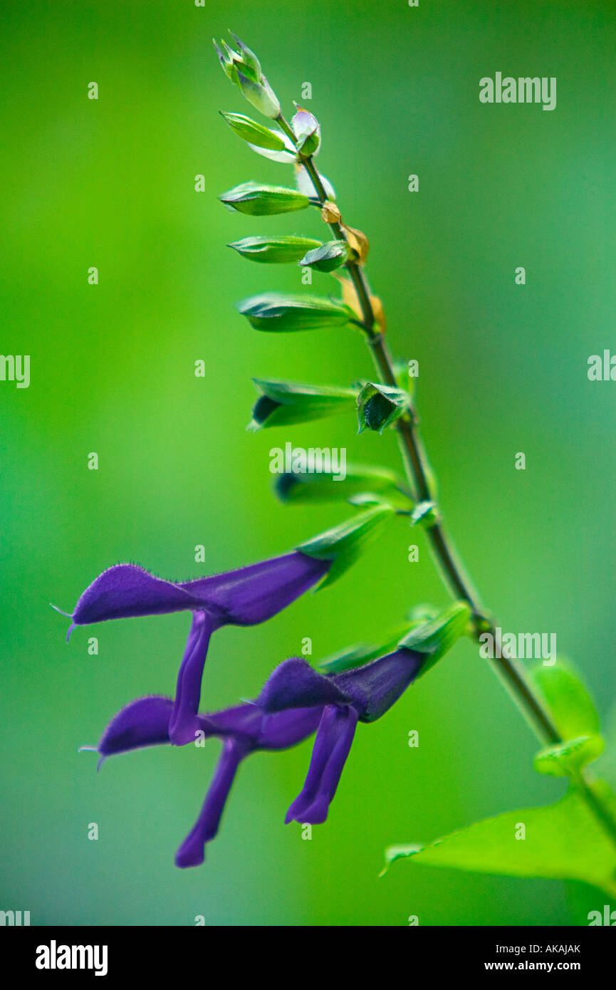Salvia guaranatica hi-res stock photography and images - Alamy