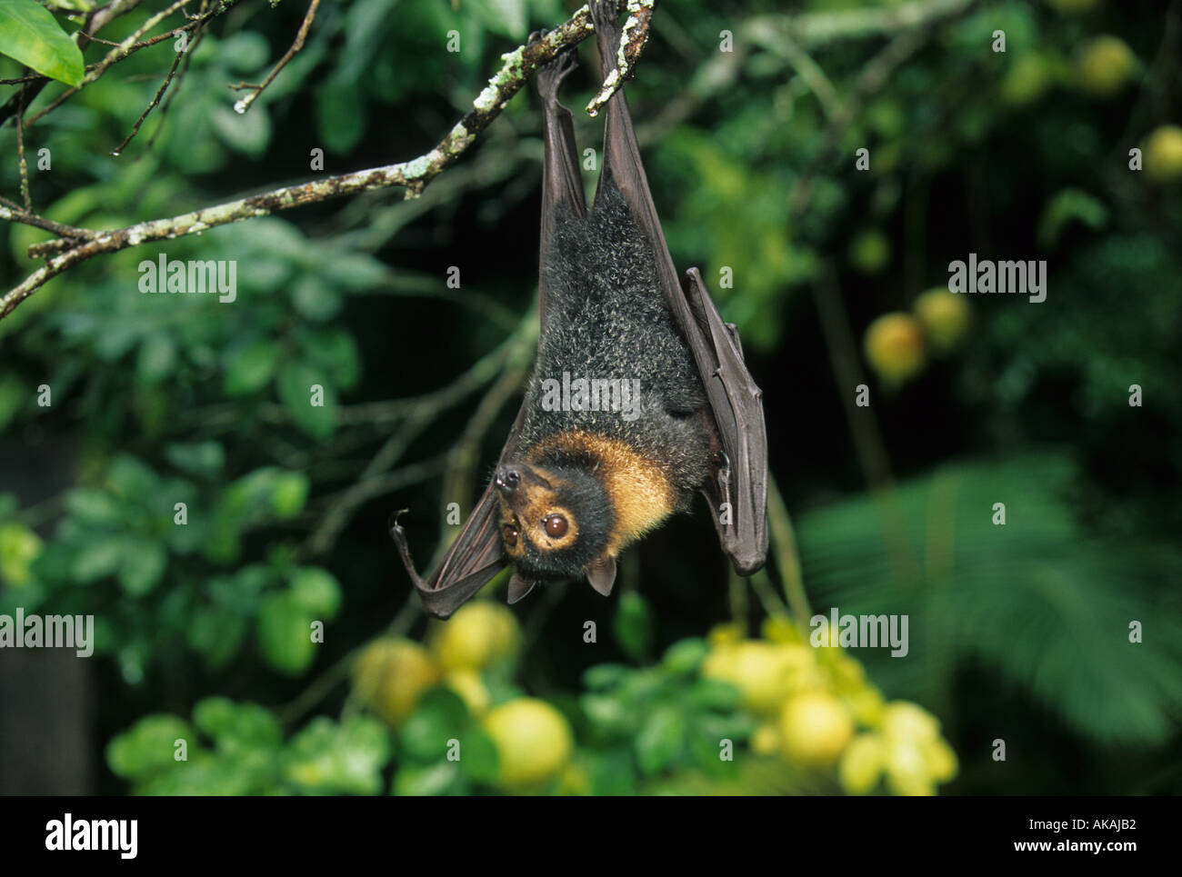 Spectacled flying fox hi-res stock photography and images - Alamy