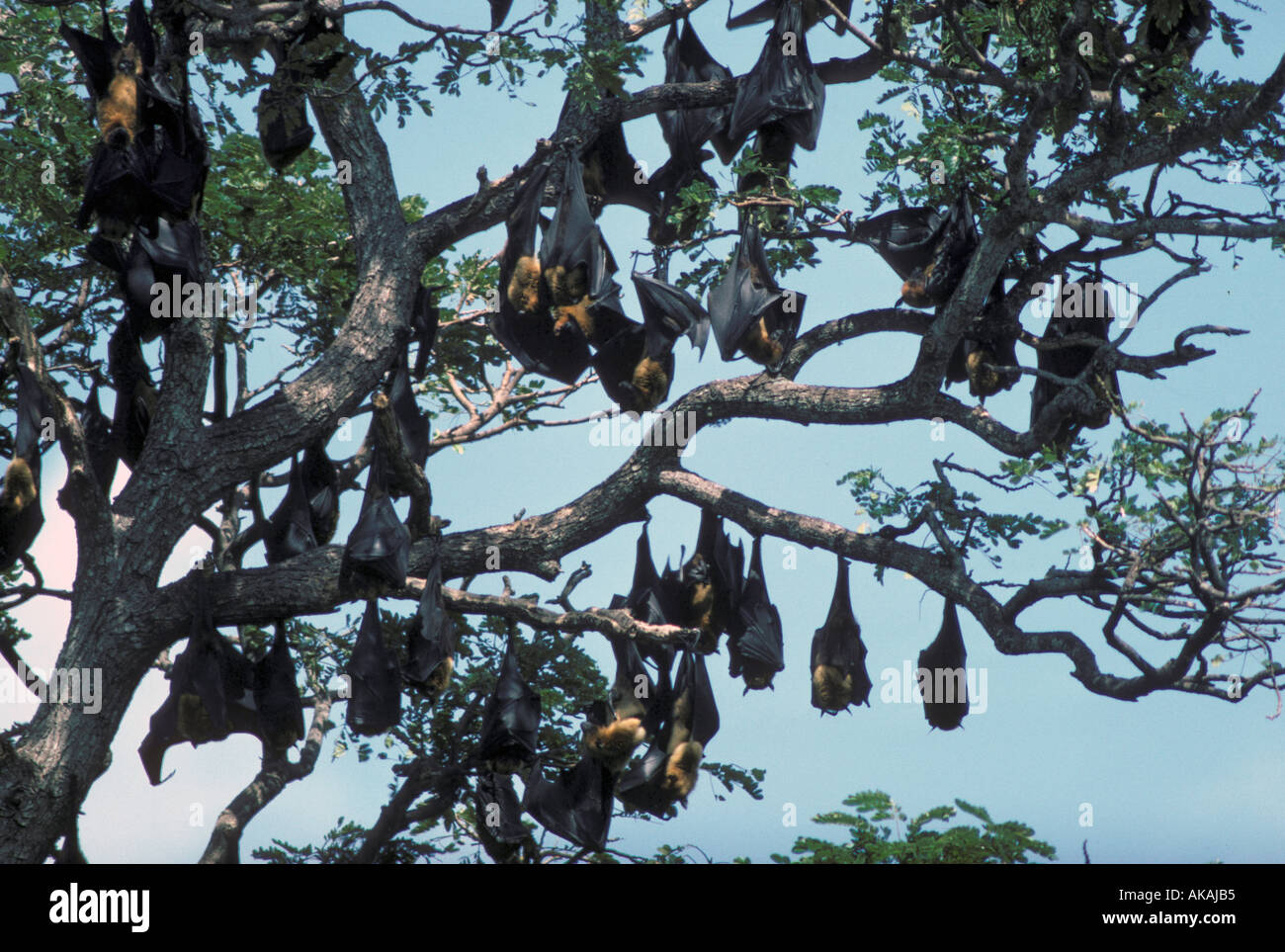 Indian Flying Fox Bats Pteropus giganteus Group hanging in tree ...