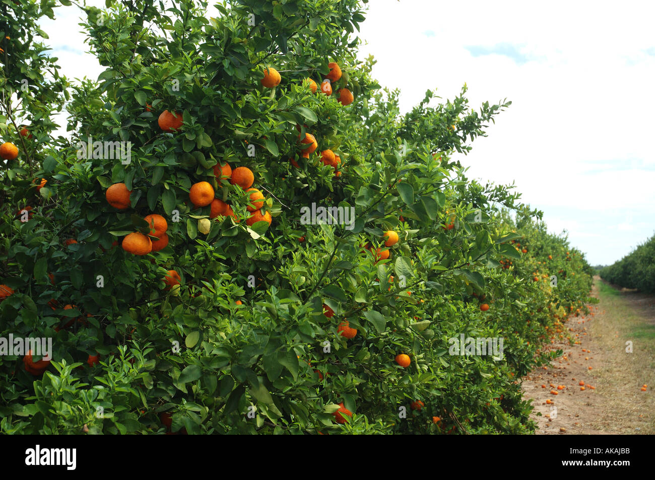 Citrus crop in Emerald Queensland Australia dsc 3566 Stock Photo - Alamy