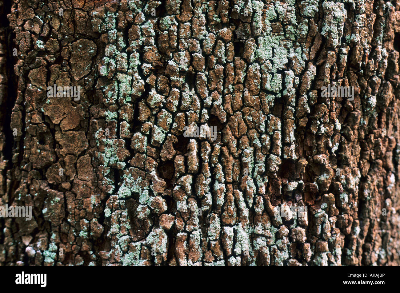 Lichen on tree australia hi-res stock photography and images - Alamy