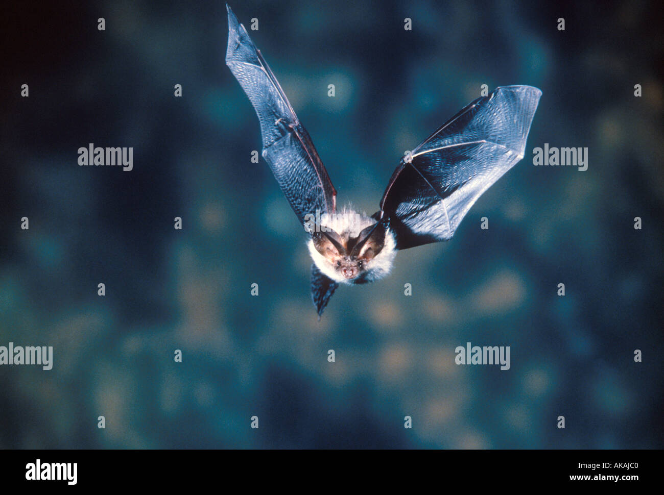 Long eared bats in flight hi-res stock photography and images - Alamy