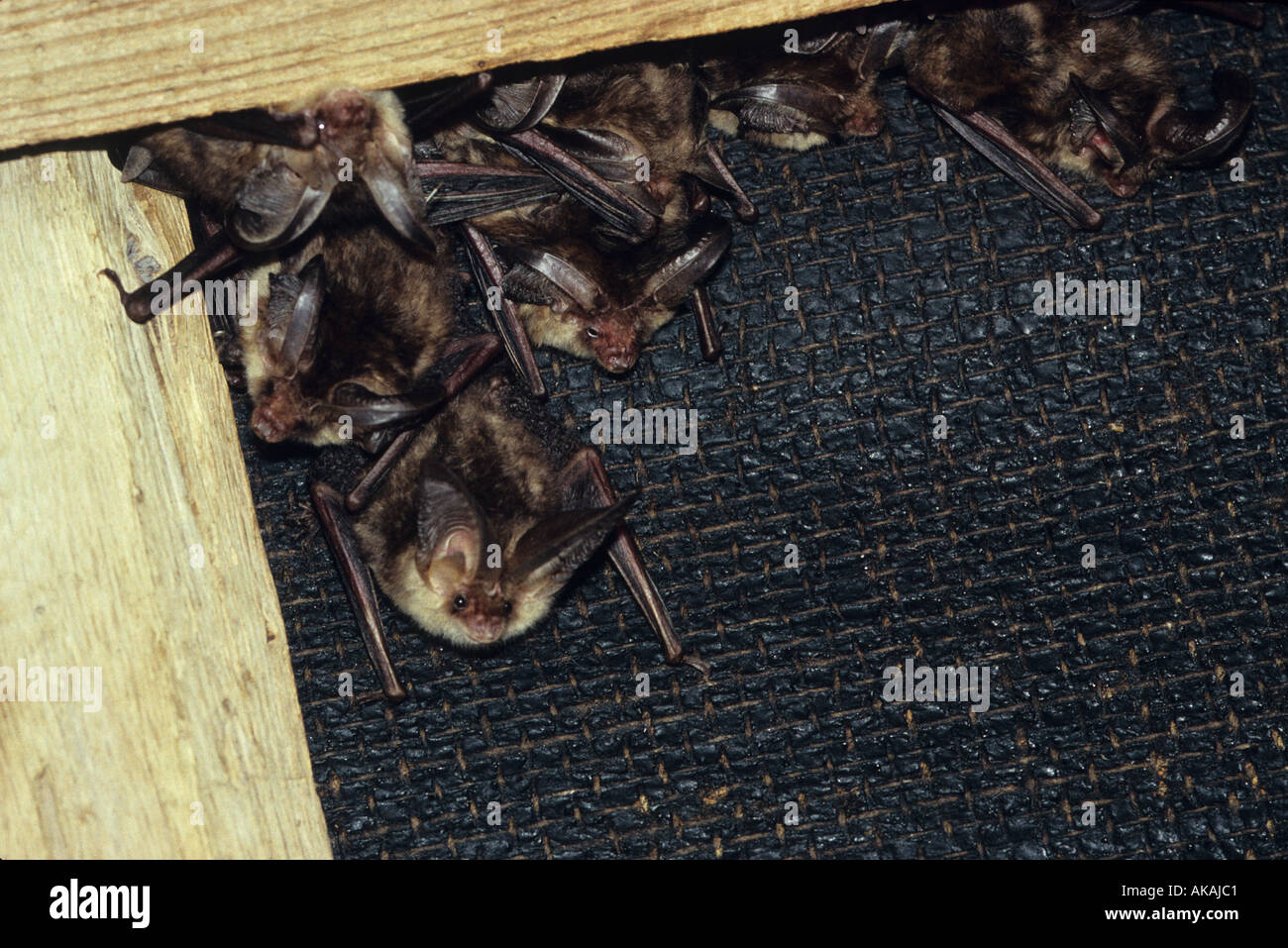 Long eared bat roost hi-res stock photography and images - Alamy