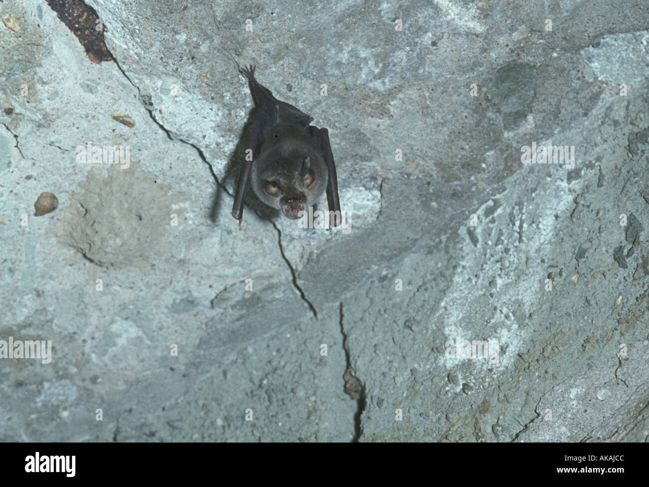 Sundevall's Leaf nosed Bat Hipposideros caffer Roosting East Africa ...