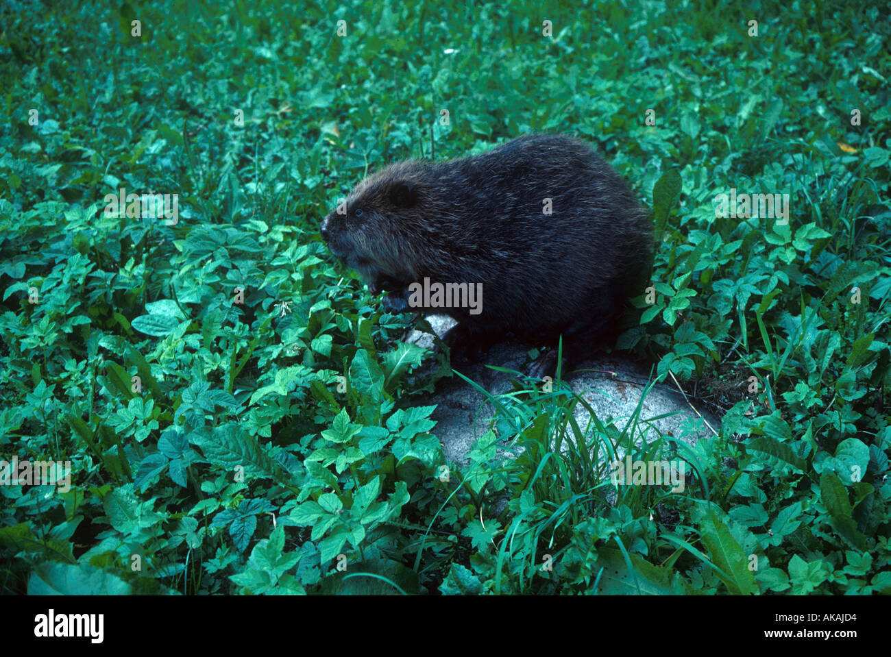 Eurasian Beaver Castor fiber Standing on rock amongst vegetation N E ...