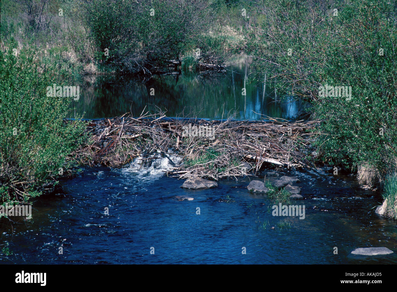 Castor canadensis dam hi-res stock photography and images - Alamy
