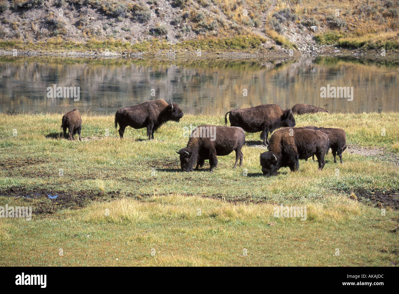 American Bison Bison bison Small herd Yellowstone NP Stock Photo - Alamy