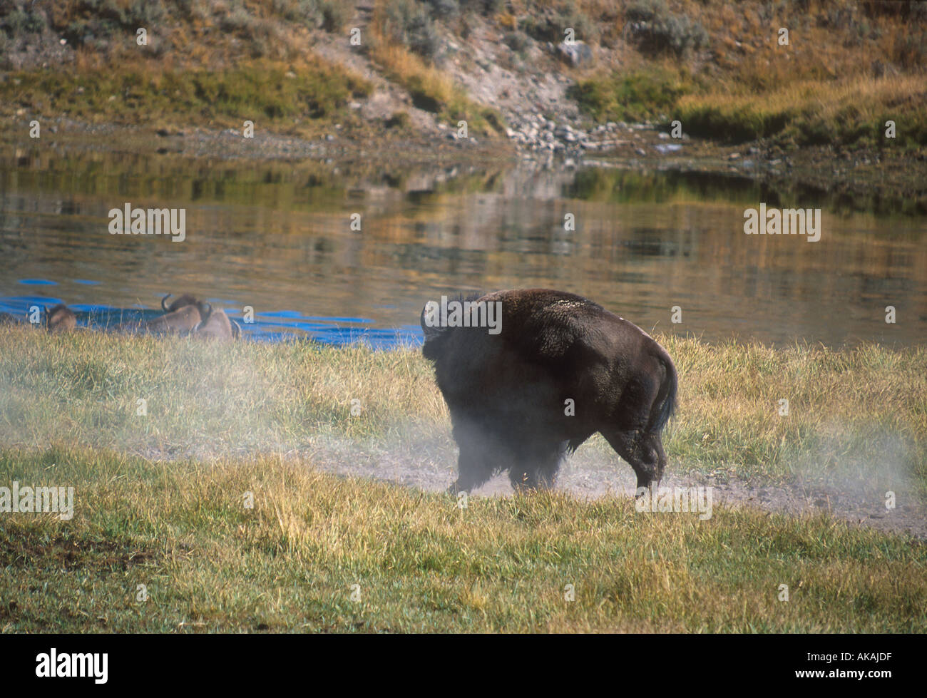 Bison North American Bison bison Dust bathing Stock Photo - Alamy