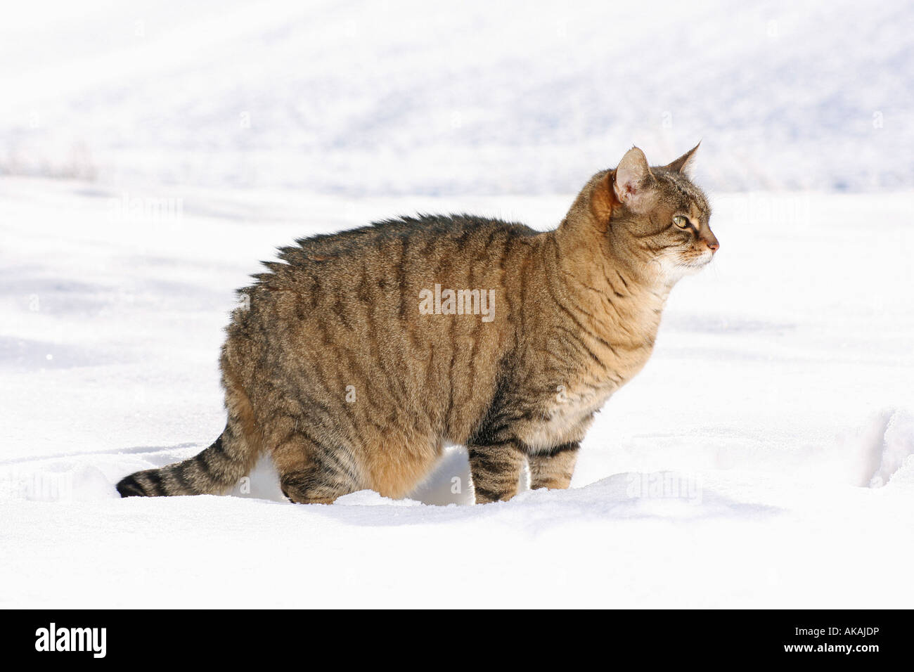 tabby domestic cat - standing in snow Stock Photo - Alamy