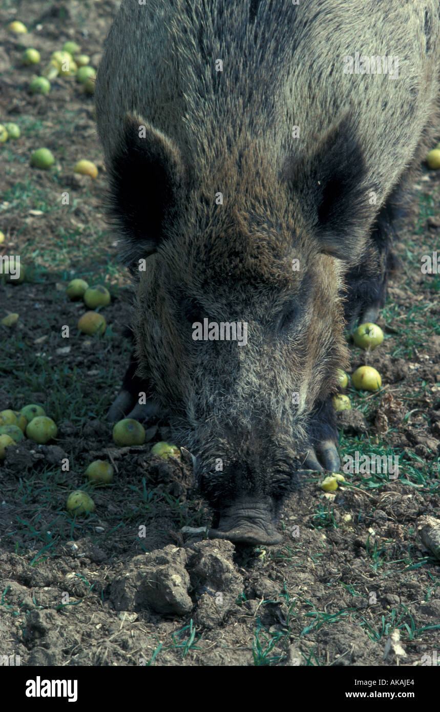 Fallen boar hi-res stock photography and images - Alamy