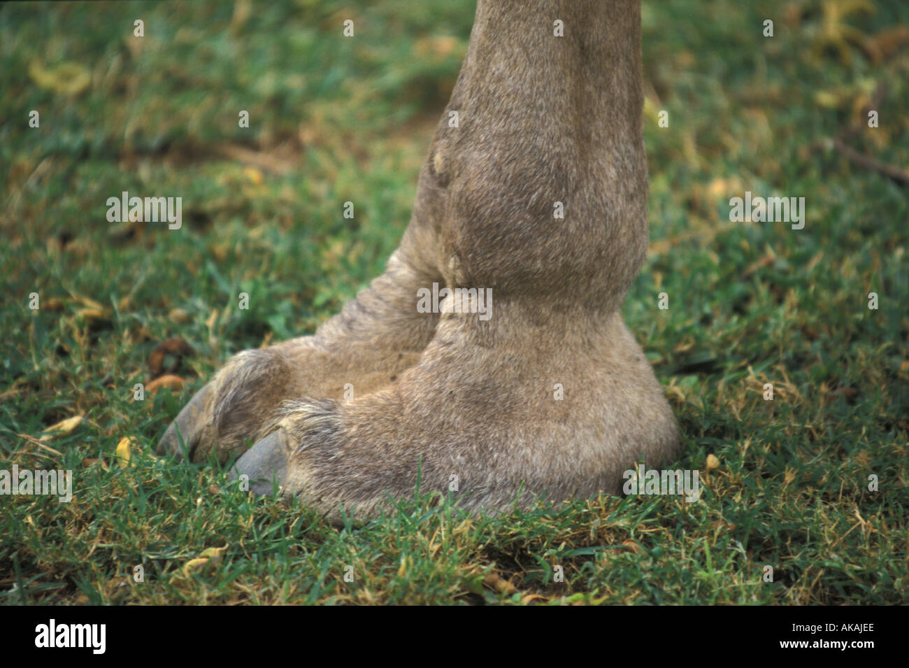 Camel foot close up hi-res stock photography and images - Alamy