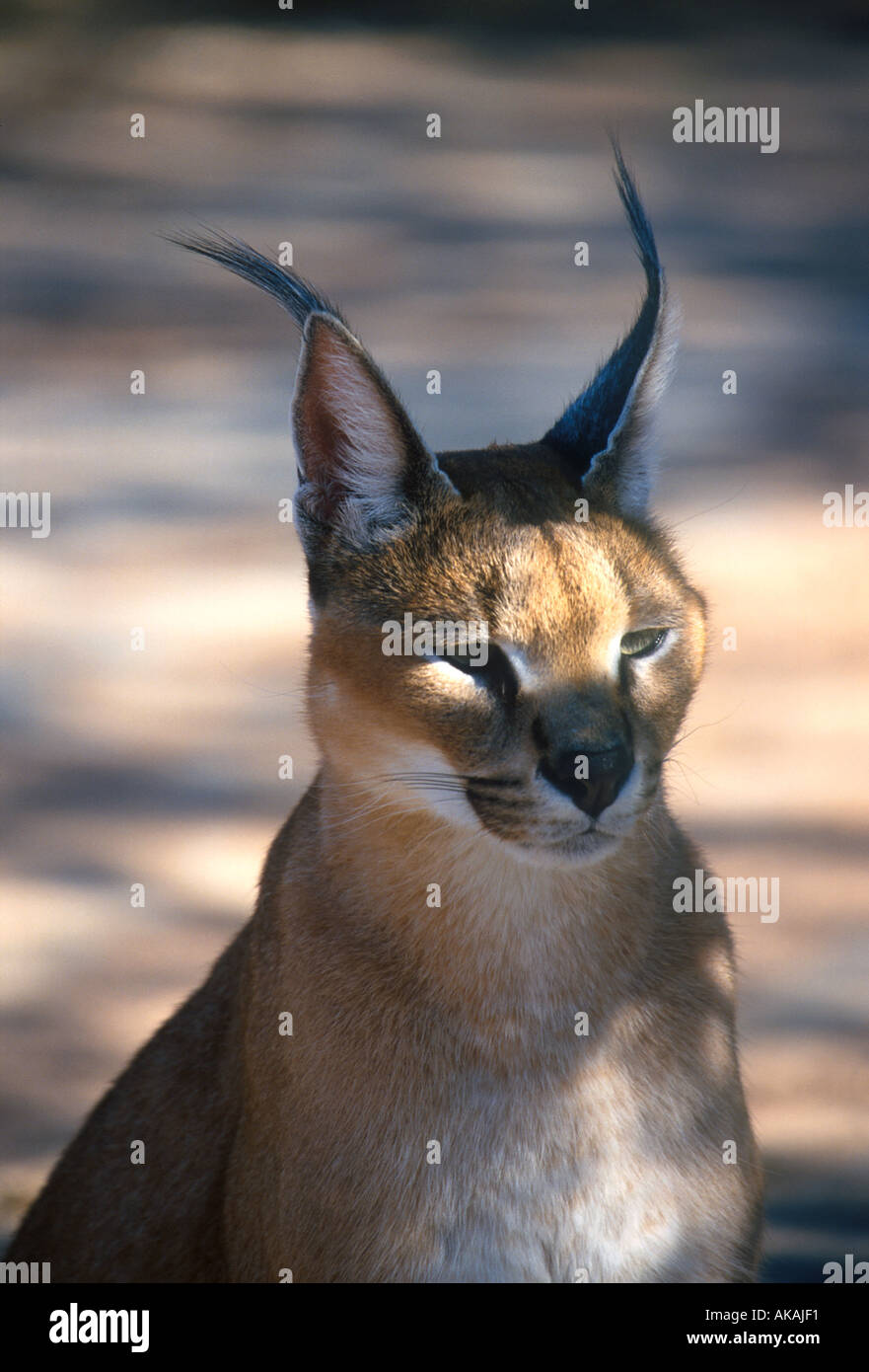 Caracals hi-res stock photography and images - Alamy