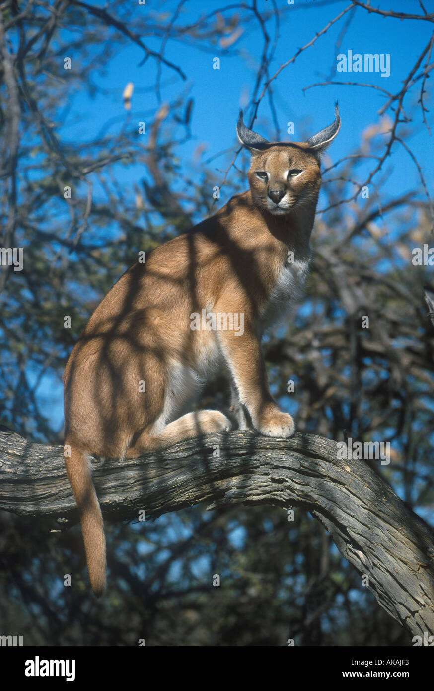 Caracal Caracal Tree High Resolution Stock Photography and Images - Alamy