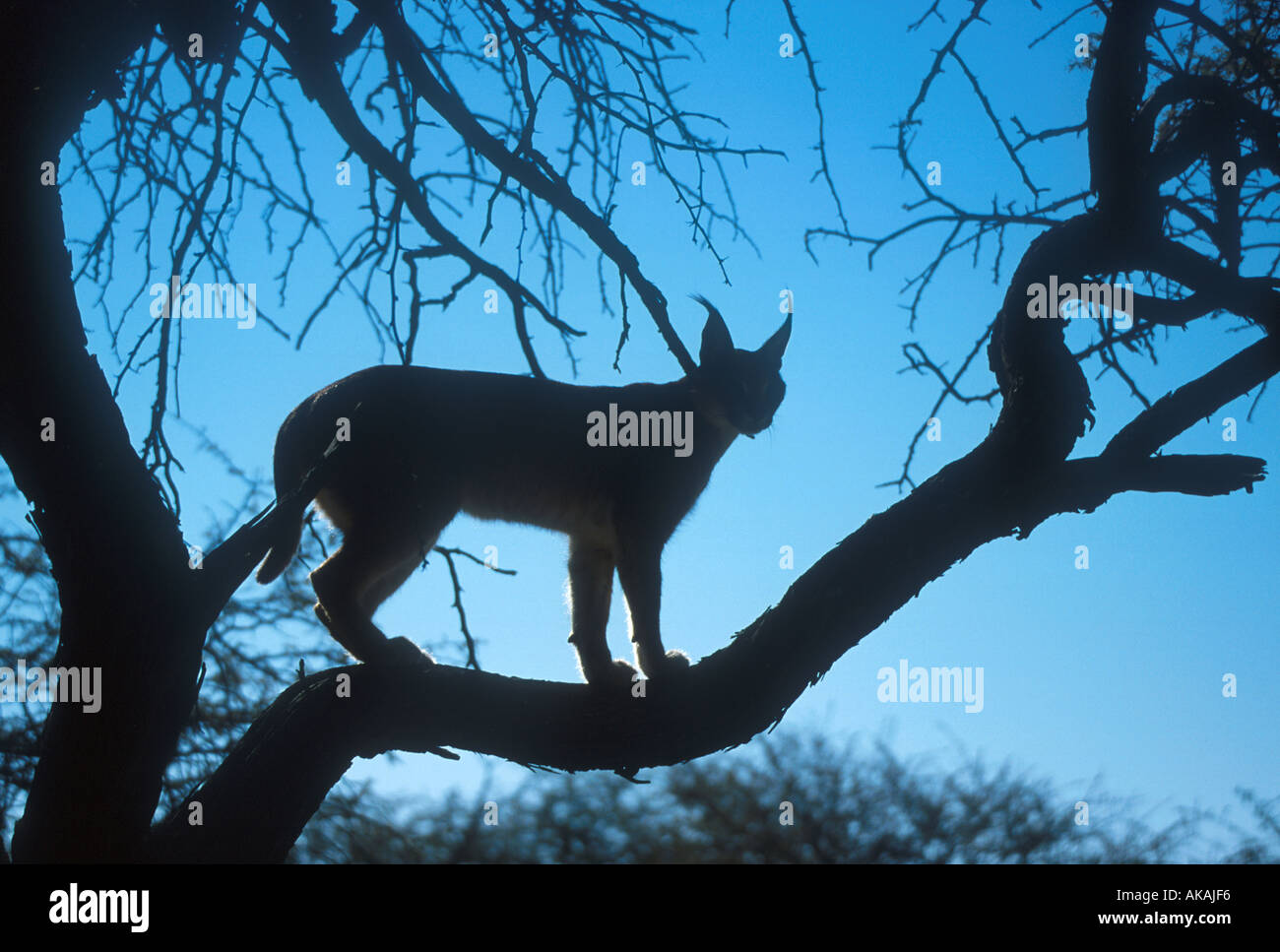 Caracal Felis caracal In tree Namibia Stock Photo - Alamy