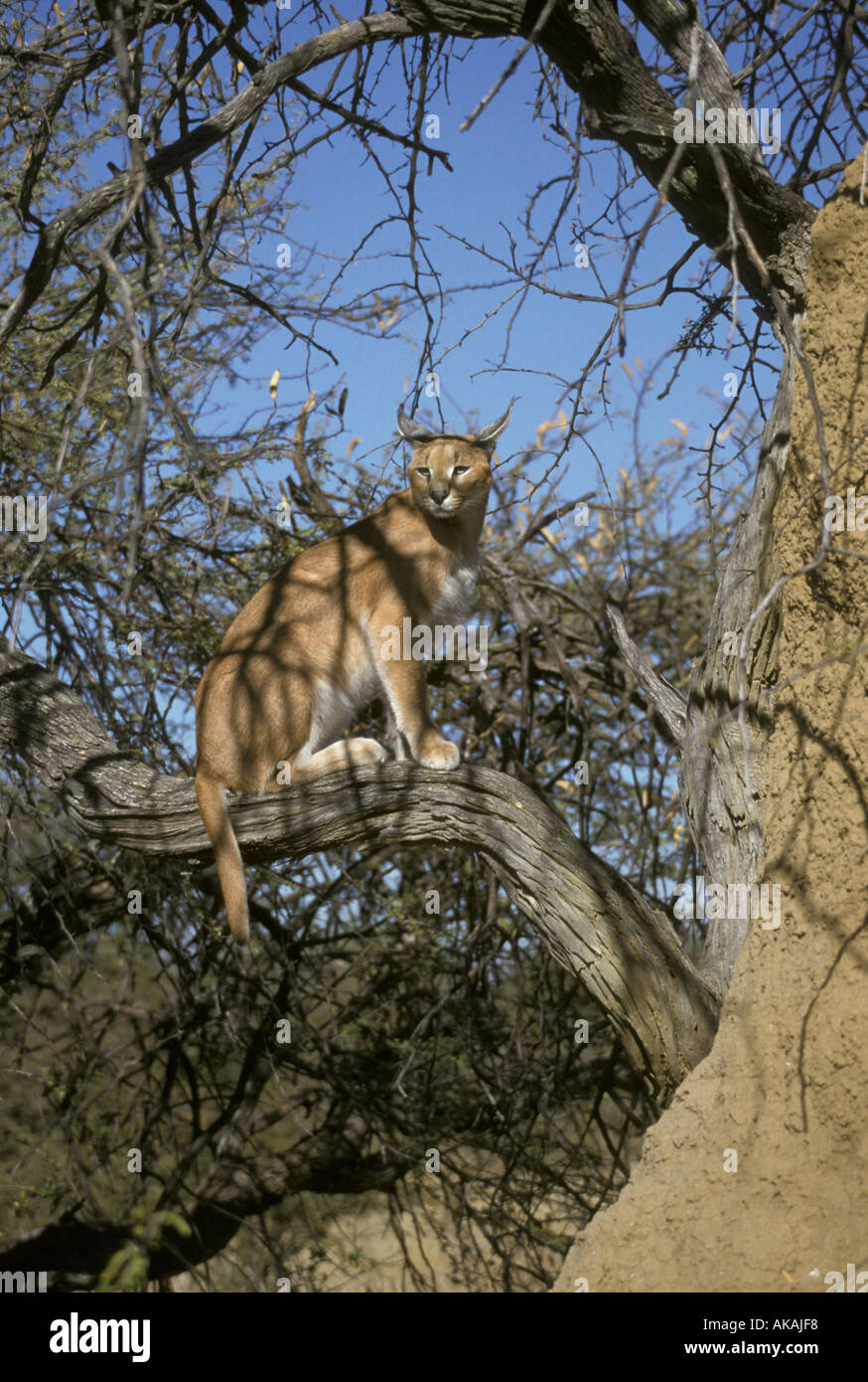 Caracal Felis caracal In tree Namibia Stock Photo - Alamy