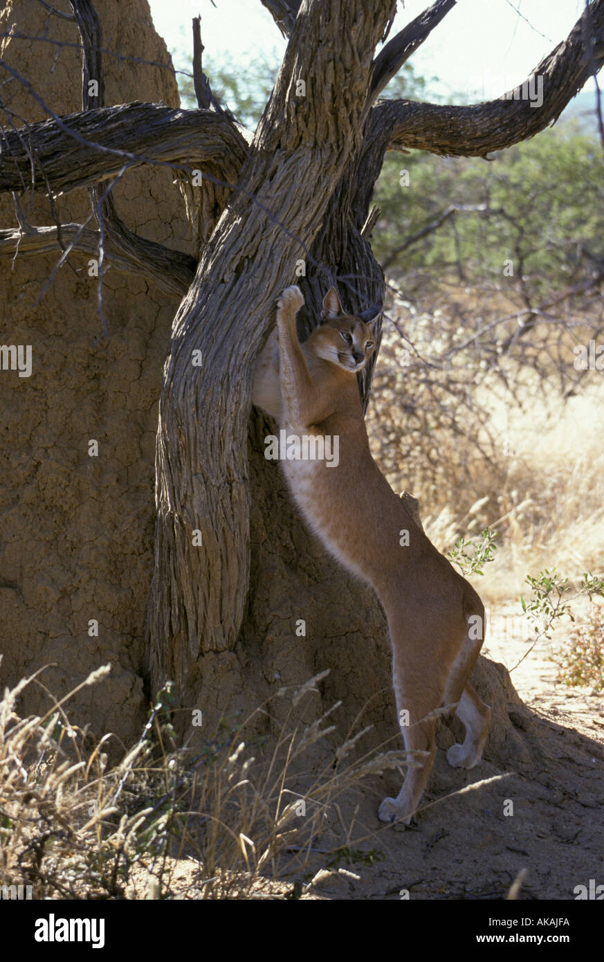 Caracal caracal tree hi-res stock photography and images - Alamy