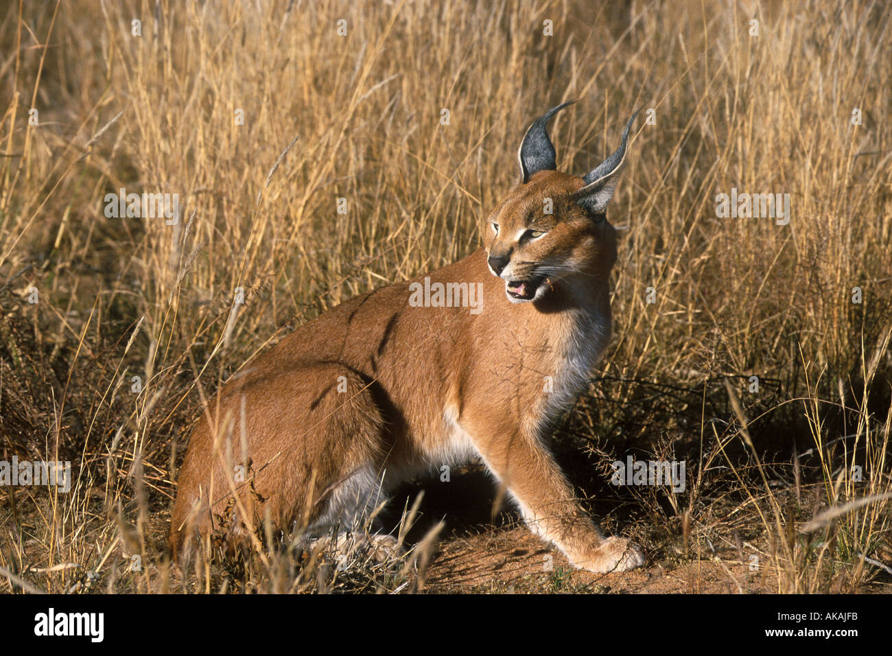 Caracals hi-res stock photography and images - Alamy