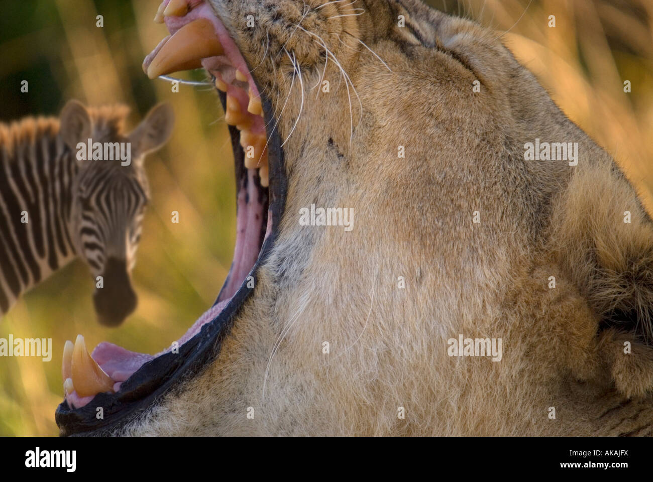 Animal food chain lion hi-res stock photography and images - Alamy