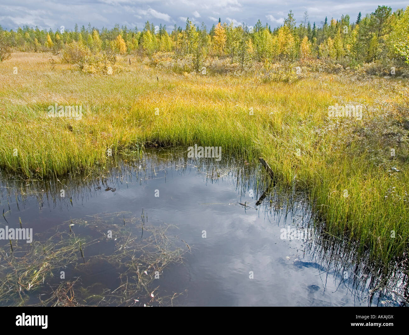 moor landscape with lake and birch forest in autumn colours grass ...