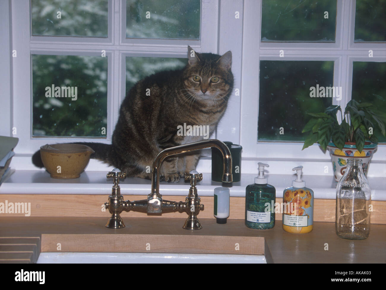 Domestic Cat Agitated cat on window sill Stock Photo - Alamy