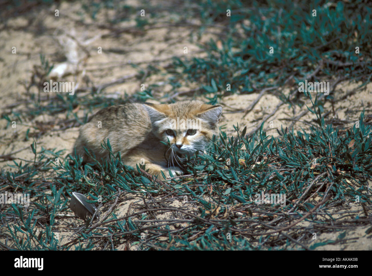 Sand Cat Felis margarita Stock Photo - Alamy