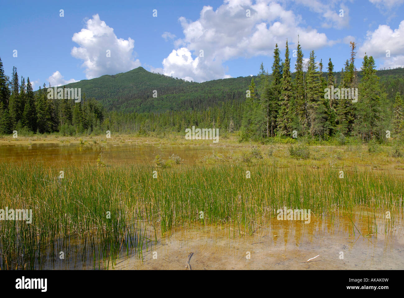 Wetlands environment Marsh boreal forest plants Liard River Hotsprings ...