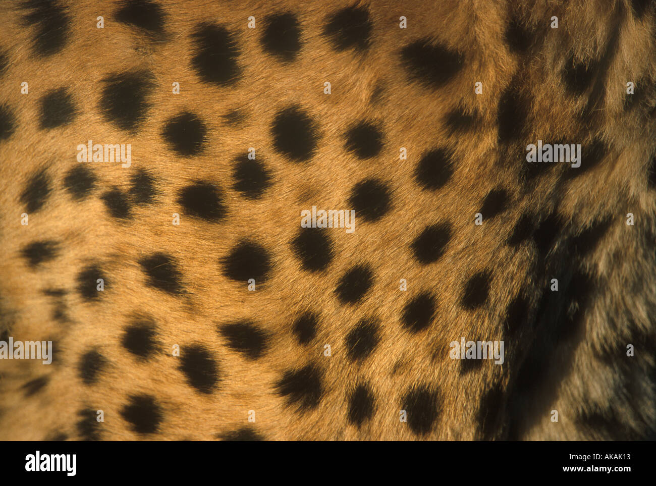 Cheetah Acinonyx jubatus Showing spots Namibia Stock Photo - Alamy