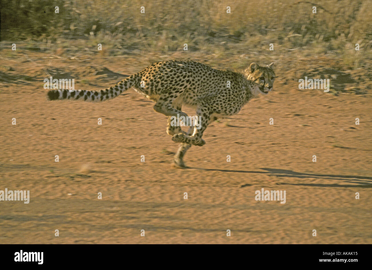 Cheetahs running hi-res stock photography and images - Alamy