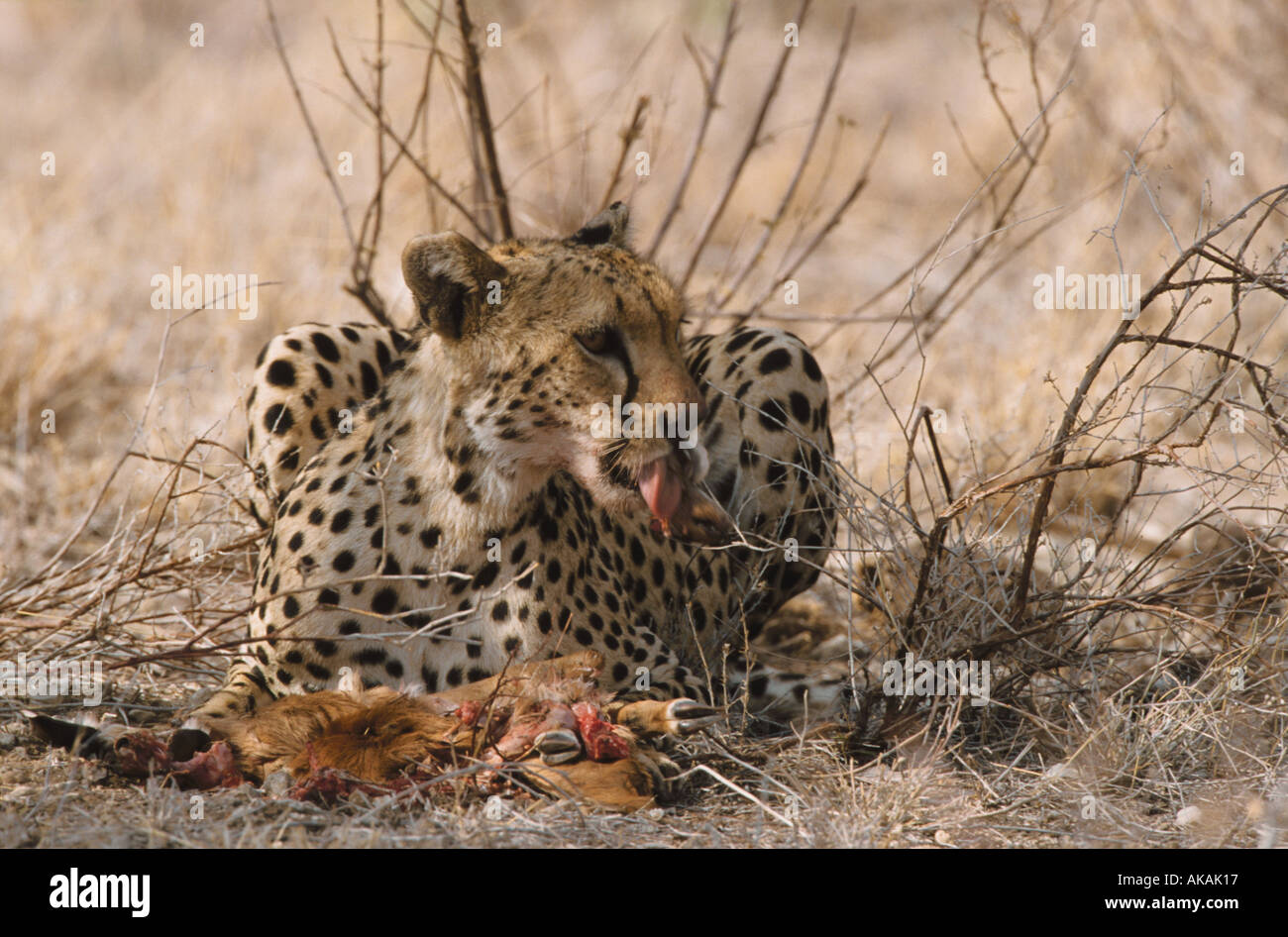 Cheetah Acinonyx jubatus Eating Gazelle Kenya Stock Photo - Alamy